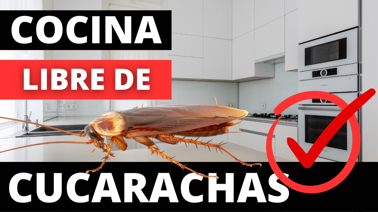 Cucaracha de cocina: 5 secretos para mantenerla a raya